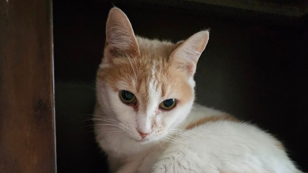 Contact | Melissa Bell's Rescue